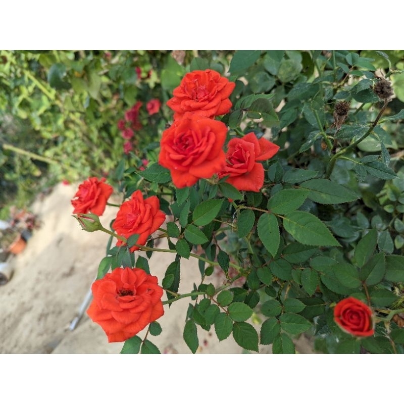 Keratan Bunga Rose type14(1pcs) (free 1 atau 2 rondom keratan ros ...