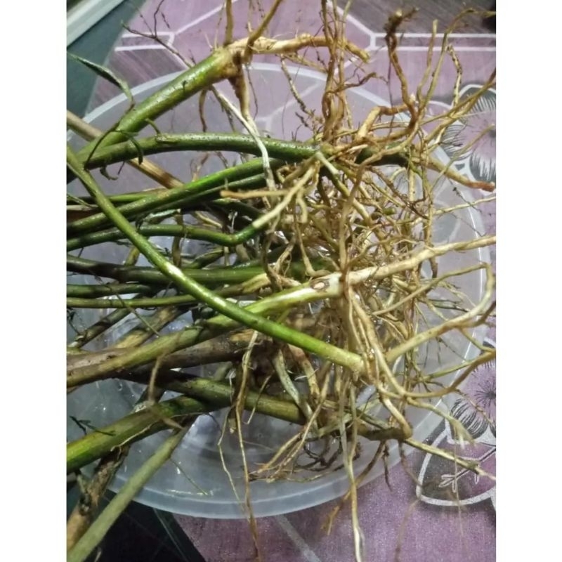 Akar pokok semalu tidak berduri 10 pcs | Shopee Malaysia