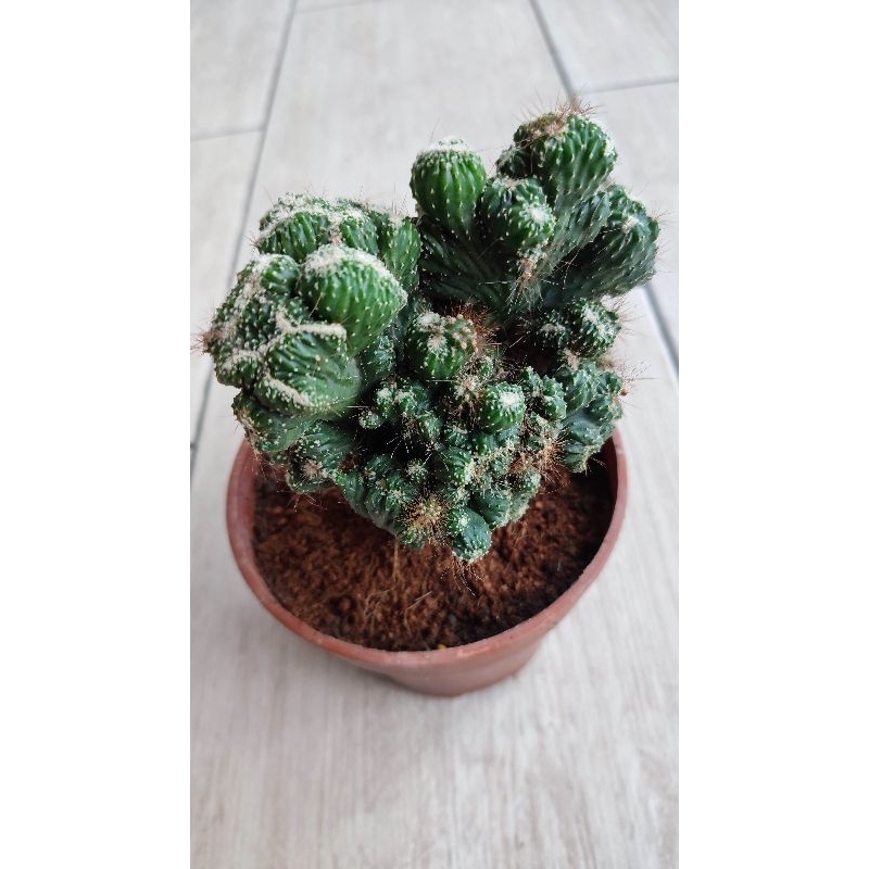 cactus super big size kaktus otak2 cantik besar ready stock | Shopee ...