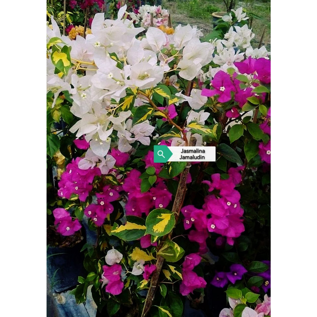 Bunga Kertas Bougainvillea MaryPalmer Sejoli | Shopee Malaysia