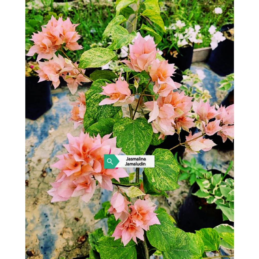 Bunga Kertas Bougainvillea Snow Mahara Oren | Shopee Malaysia