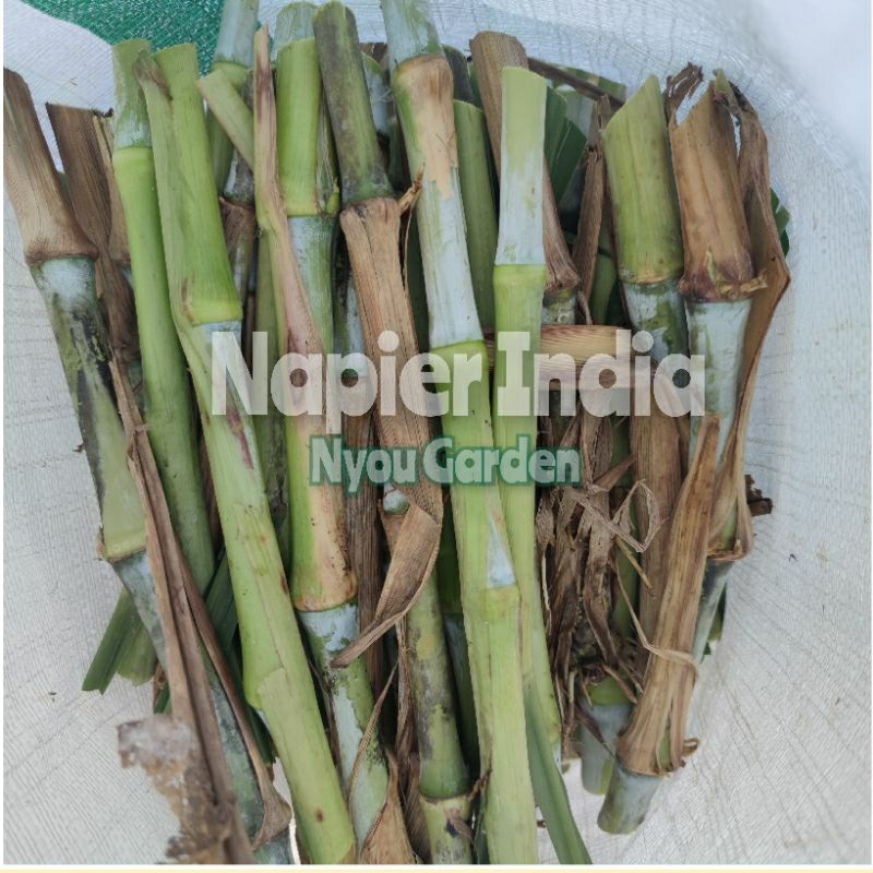 Keratan benih Rumput Napier India 1kg | Shopee Malaysia