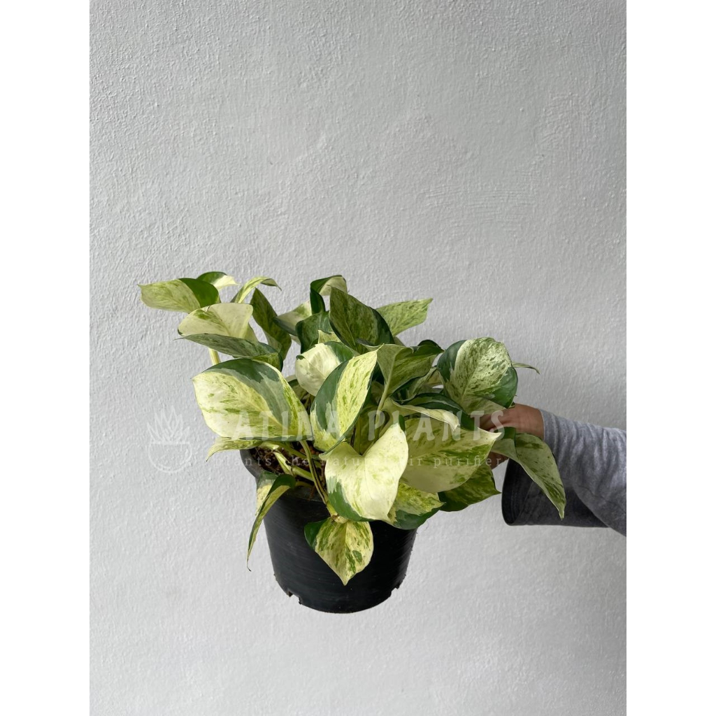 Manjula Pothos [ LIVE Indoor Plant ] [ Variegated ] [ Desk Plant ...