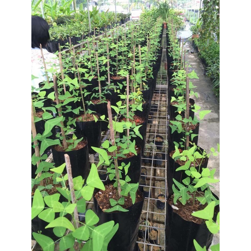Aryen nursery//pokok rerama hijau/pokok rama-rama hijau/butterfly wings ...