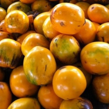 10-30 biji benih TERUNG BULAT HIJAU / UNGU / OREN asam/ PUTIH Ulam ...