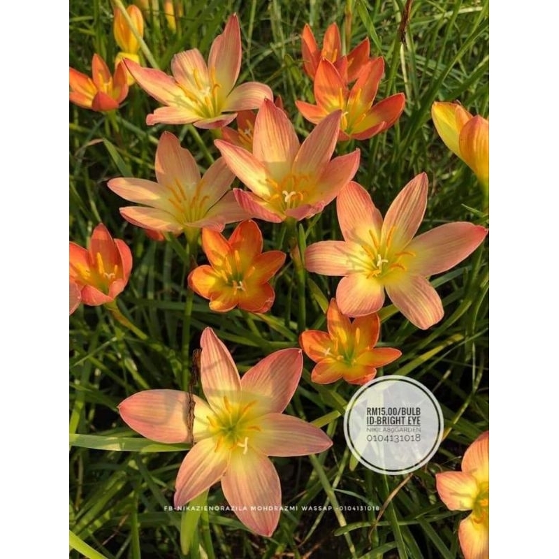 Rain lily kampung dan hybrid Thailand ( tahan panas)direct matahari | Shopee Malaysia