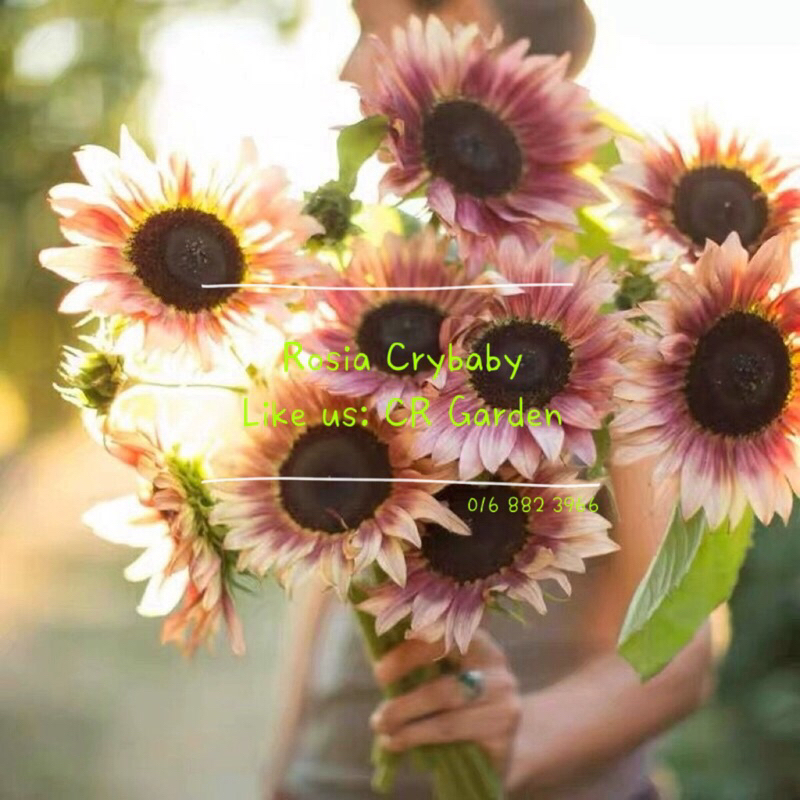 ruby sunflower 1 seed 宝石向日葵1粒 (Plant Height:130-180cm) | Shopee Malaysia