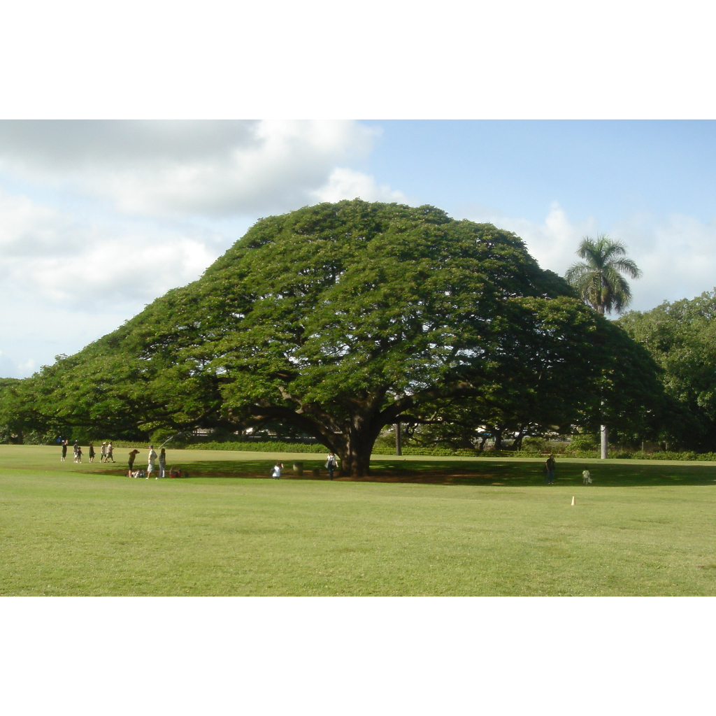 Anak pokok Rain Tree / Samanea Saman / Monkey Pod / Pokok Hujan-hujan ...