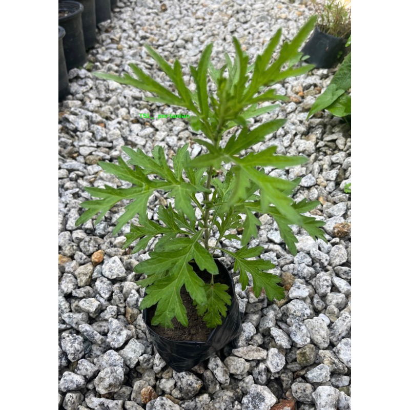 Anak Pokok Herba Jeramin / Jeremin Mugwort Plant / 艾草幼苗 | Shopee Malaysia