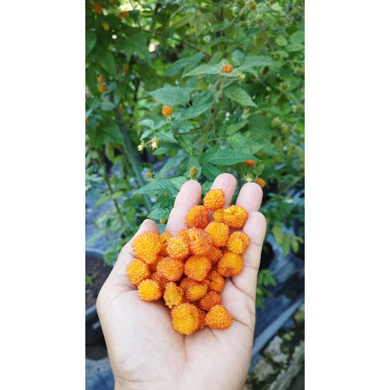 Anak pokok Raspberry / Raspberries / | Shopee Malaysia