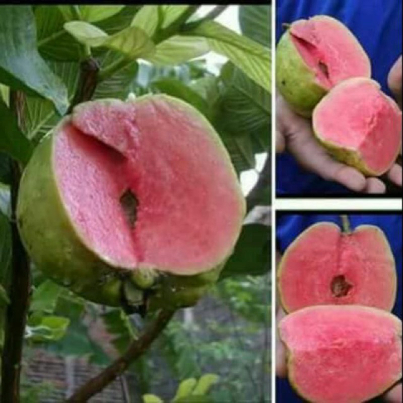 Pokok Jambu Batu Merah Jambu(Pink Guava) | Shopee Malaysia