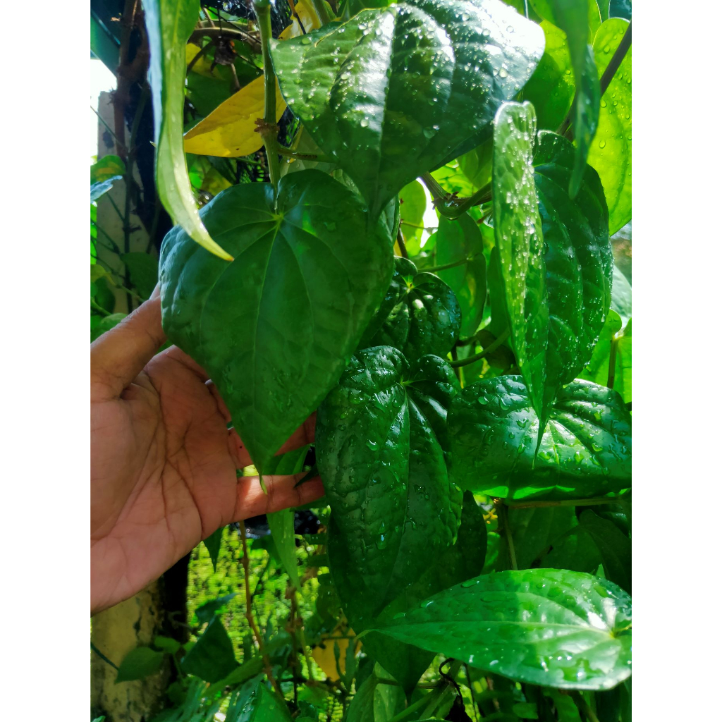 Daun pokok Sireh kampung segar murah ( order baru dipetik dari pokok ...