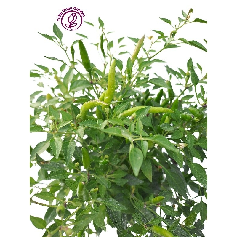 Pokok Cili Api Burung / Live Plant / Pokok Sayur | Shopee Malaysia