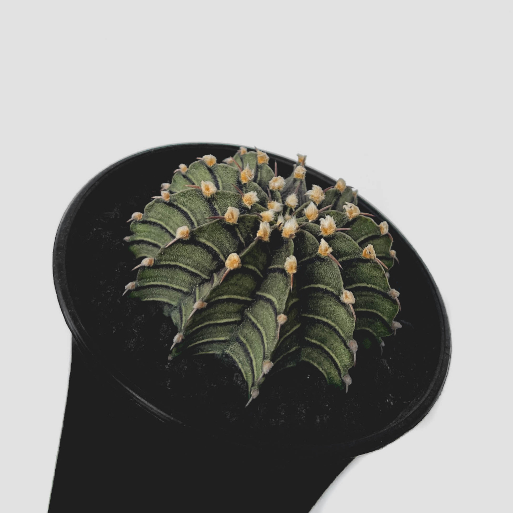 zac.culent - Gymnocalycium friedrichii 'LB2178' 緋牡丹LB2178 (Random Pick) (Cactus Succulent ...