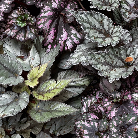 Plantsman | Begonia Rex (Silver Series) 秋海棠 Asam Batu | Shopee Malaysia