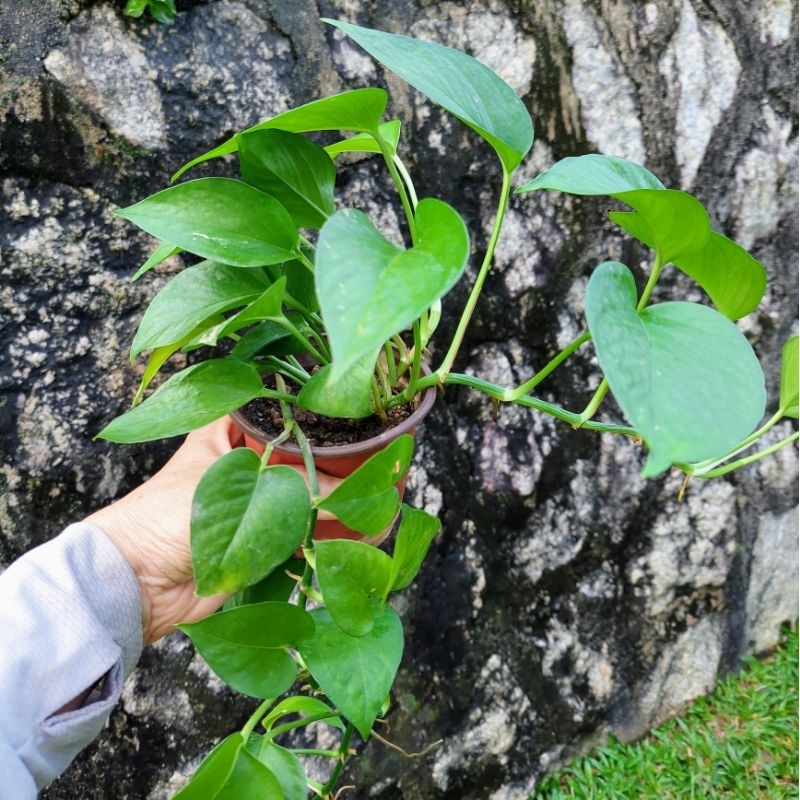 Live Plant Pothos/Money Plant in Pot /Indoor Plant/ Pokok Duit/Sirih ...