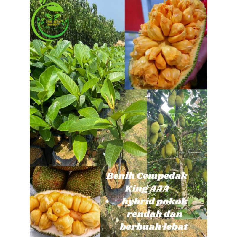 Cempedak King/ Cempedak Champion / Pokok Cempedak King /Pokok Cempedak ...