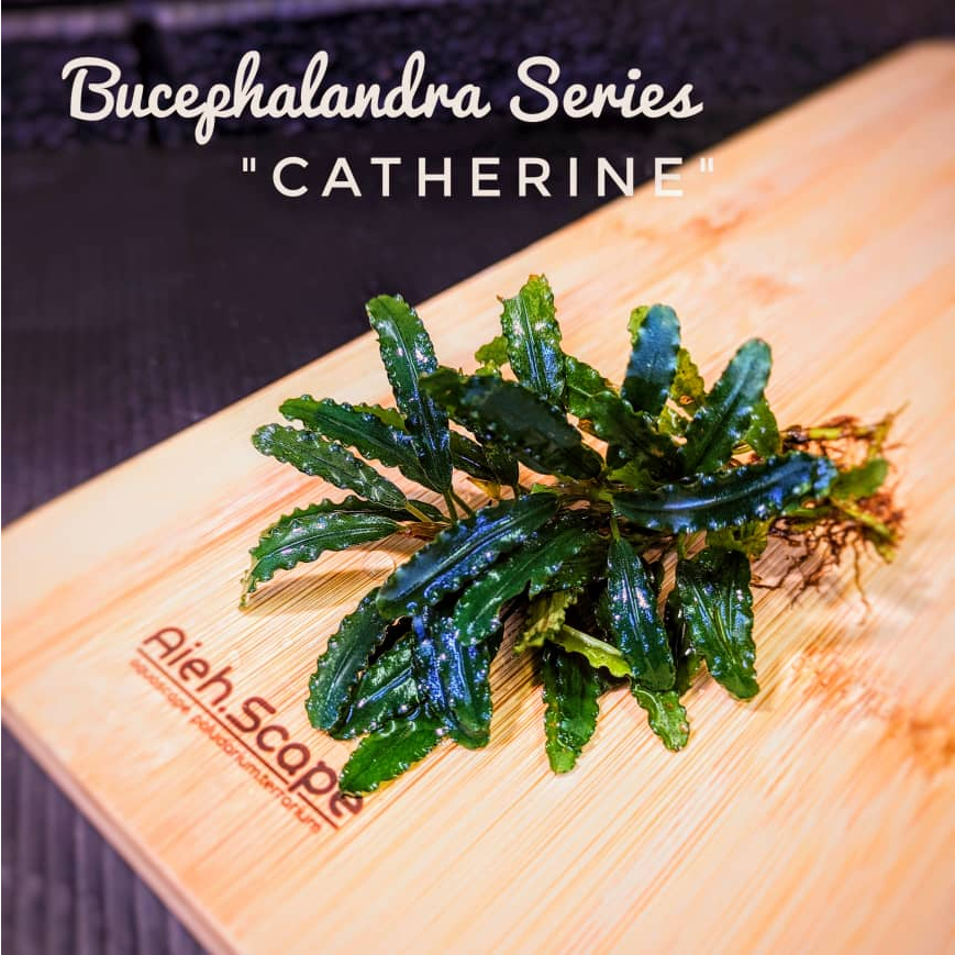 [BUY 4 FREE 1] Bucephalandra Sp. Catherine (Stalk) aquatic plant for ...