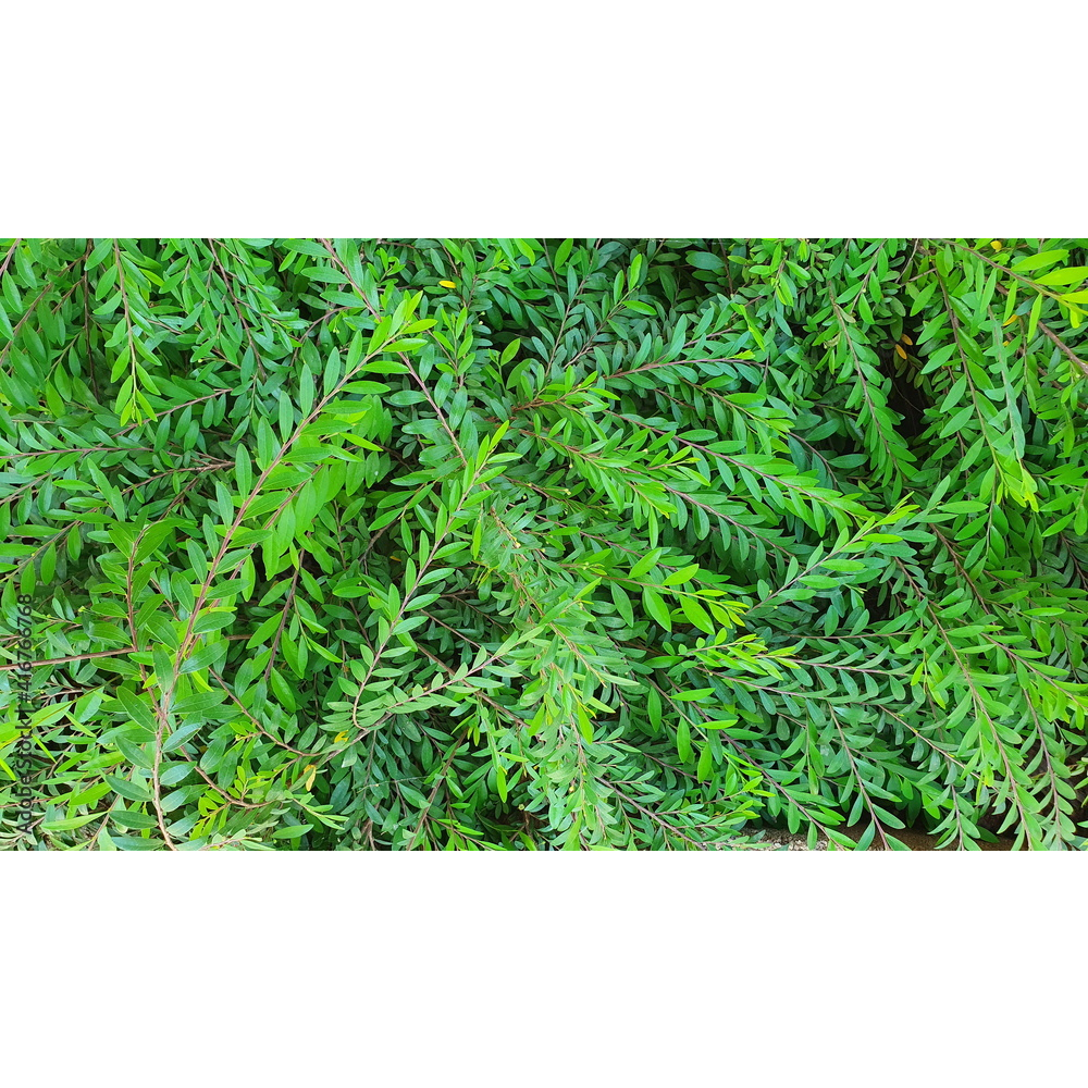 MKT- Ceylon myrtle plant / mousetail plant sapling / Anak pokok Ceylon ...