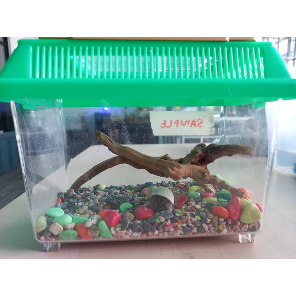 HERMIT CRAB HOUSE PACKAGE SET | Shopee Malaysia