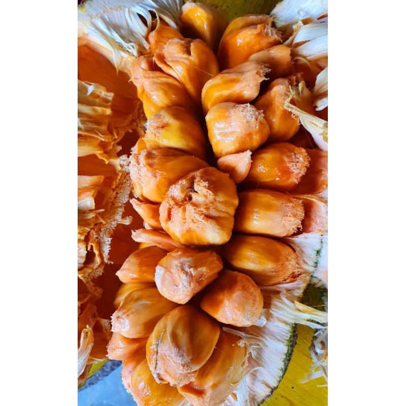 Cempedak Isi Merah // Cempedak Isi Merah // POKOK KAHWIN // // 1 ORDER ...