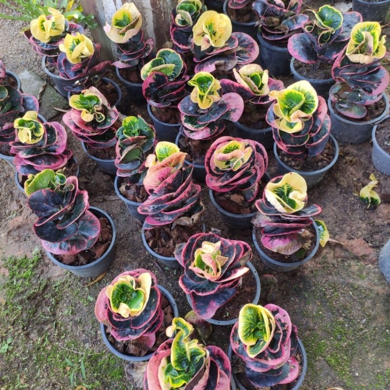 POKOK BUNGA PUDING MURAH THAILAND READY STOCK | Shopee Malaysia