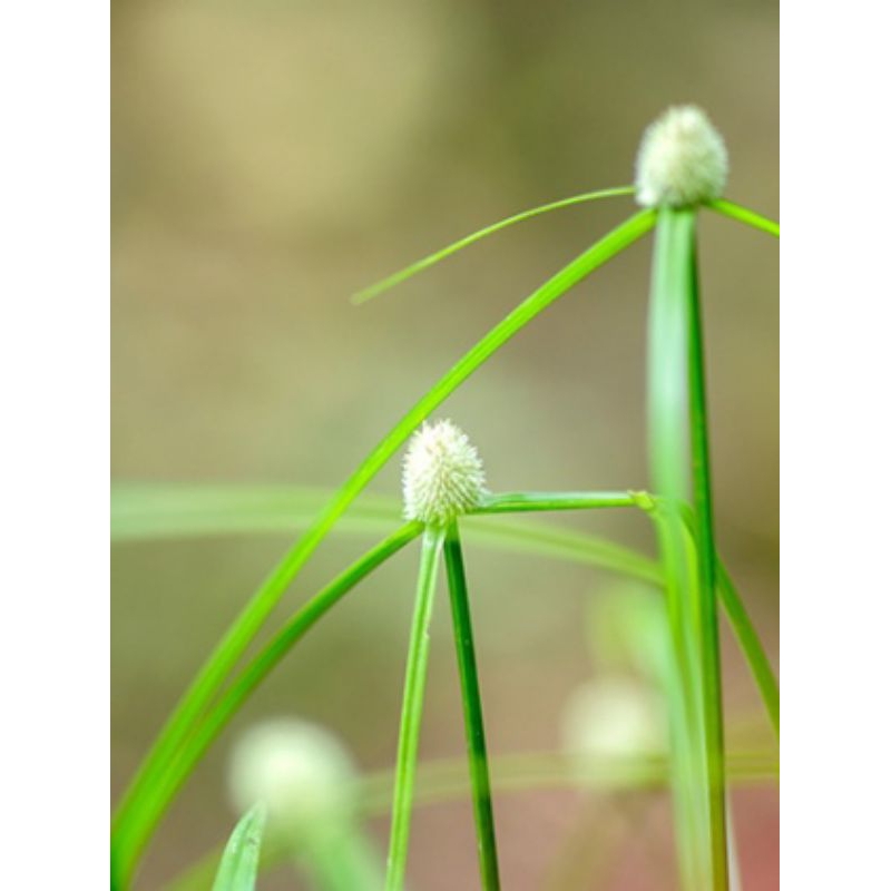 （BUY 1 FREE 1 FOR SEED) Biji Benih Rumput Helicopter/Pendul/Mata lalat ...