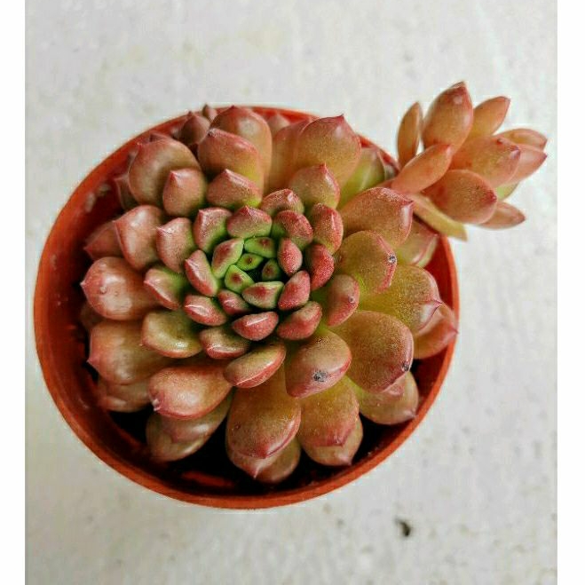 De Plants Succulents 'Echeveria Elegans Rose Red Ruby' ( 85mm pot ...