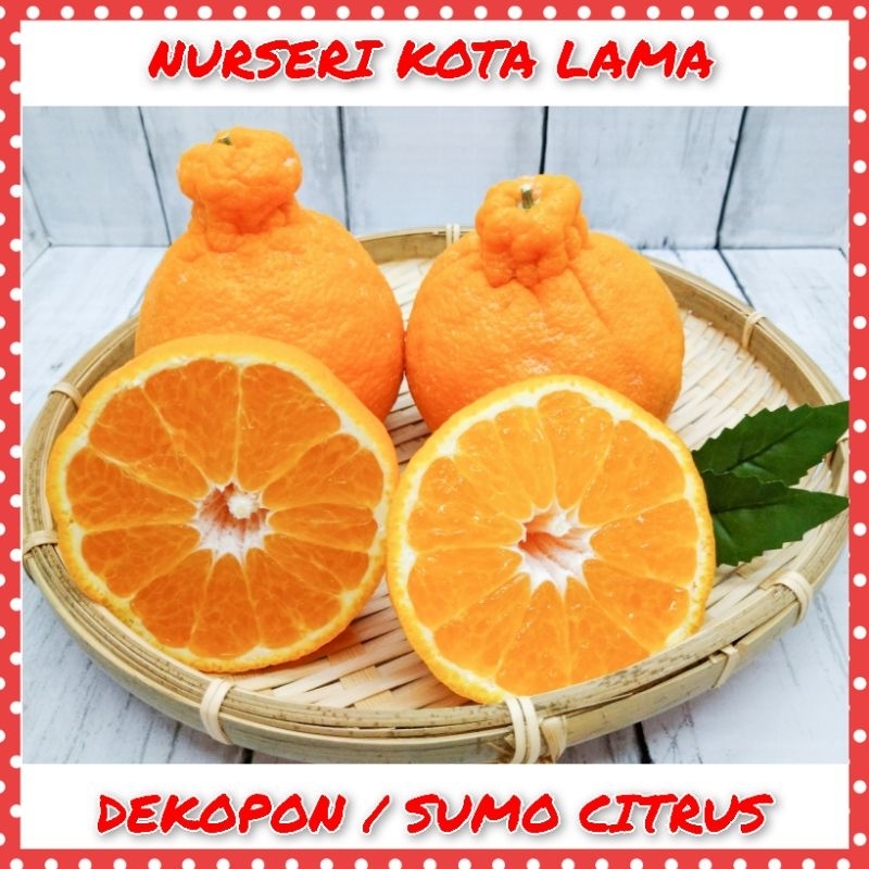 🔥RARE🔥 POKOK LIMAU DEKOPON SEEDLESS HYBRID / Sumo Citrus Tree / Satsuma ...