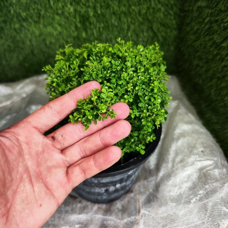 (READY STOCK)月橘 ‖ 九里香 ‖ Murraya Exotica Mini (SMALL) | Shopee Malaysia