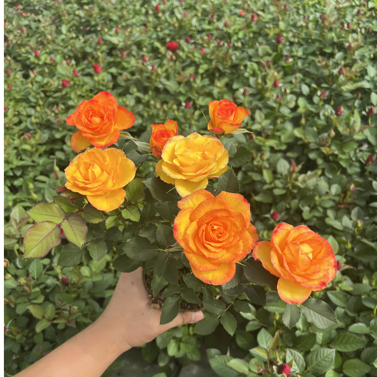 【UnclePot】Cameron Rose Pot Forever 玫瑰 (Live plants)(Denmark Branded ...