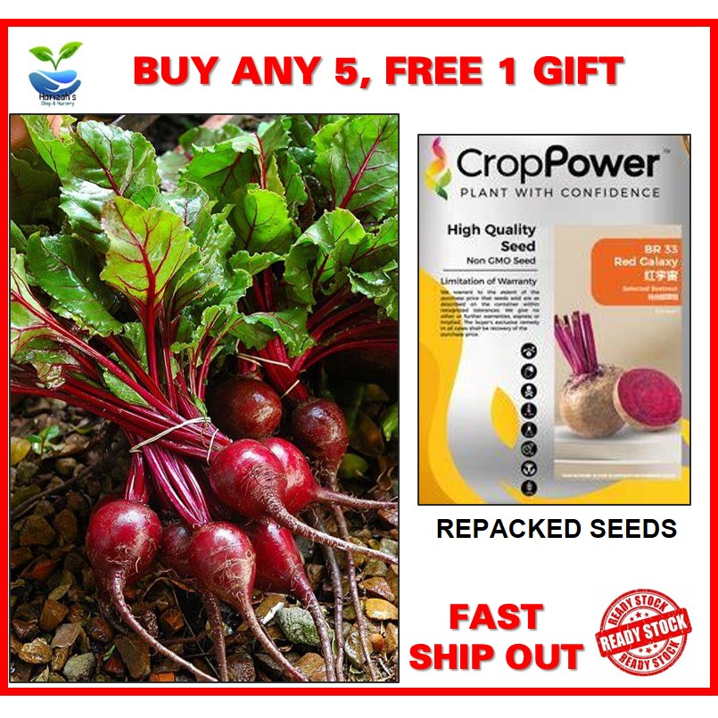 20 biji benih RED BEETROOT BEET (Ubi bit merah) seeds | Shopee Malaysia