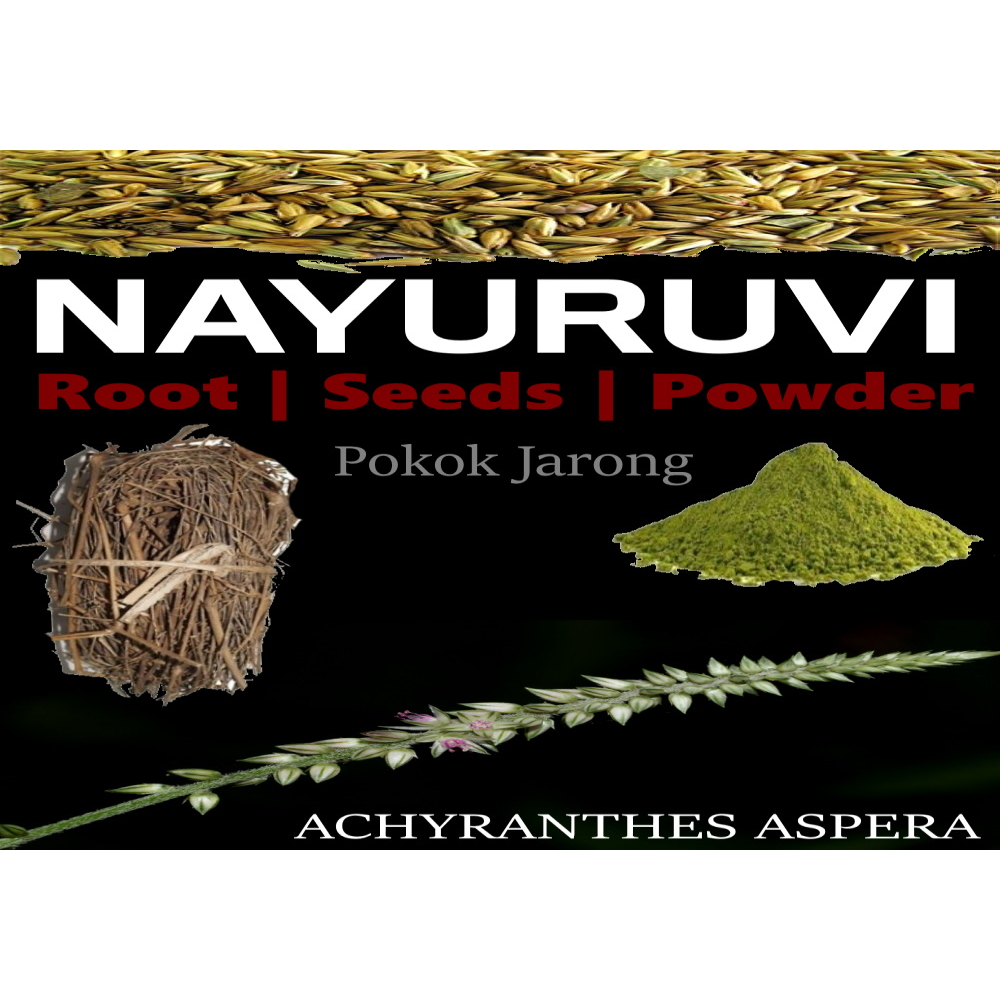Naayuruvi | Achyranthes Aspera | Pokok Jarong | Nayuruvi Vittai Vithai ...