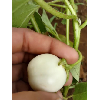 biji benih terung ulam putih | Shopee Malaysia