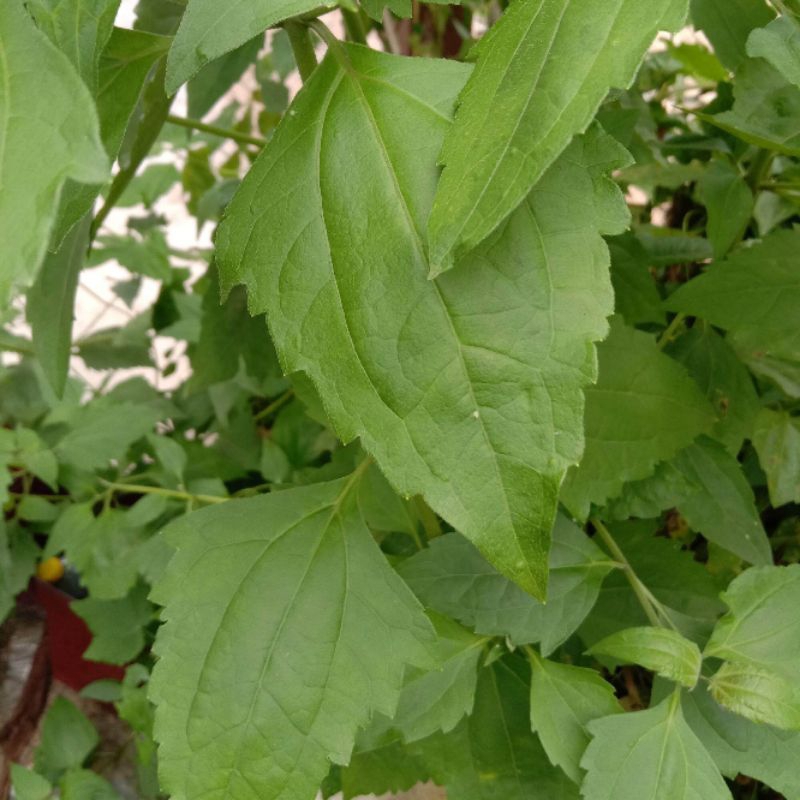 70 HELAI LEBIH DAUN KAPAL TERBANG. | Shopee Malaysia