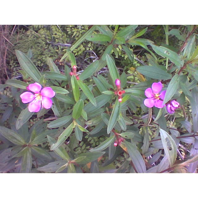 serbuk/daun/akar seduduk senduduk ungu powder (Melastoma malabriticum ...
