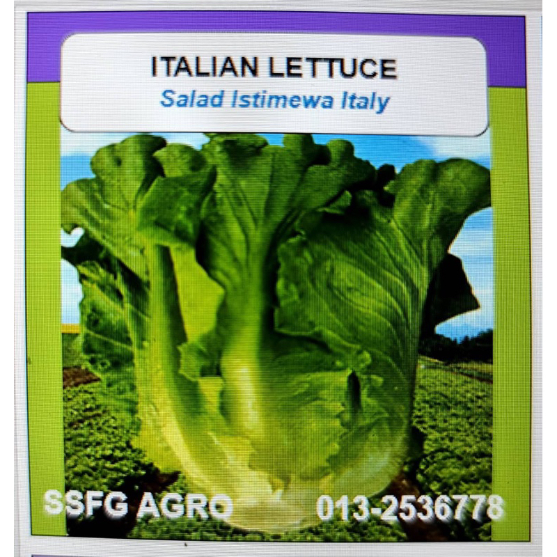 BENIH SALAD ISTIMEWA ITALY @ ITALIAN LETTUCE (>