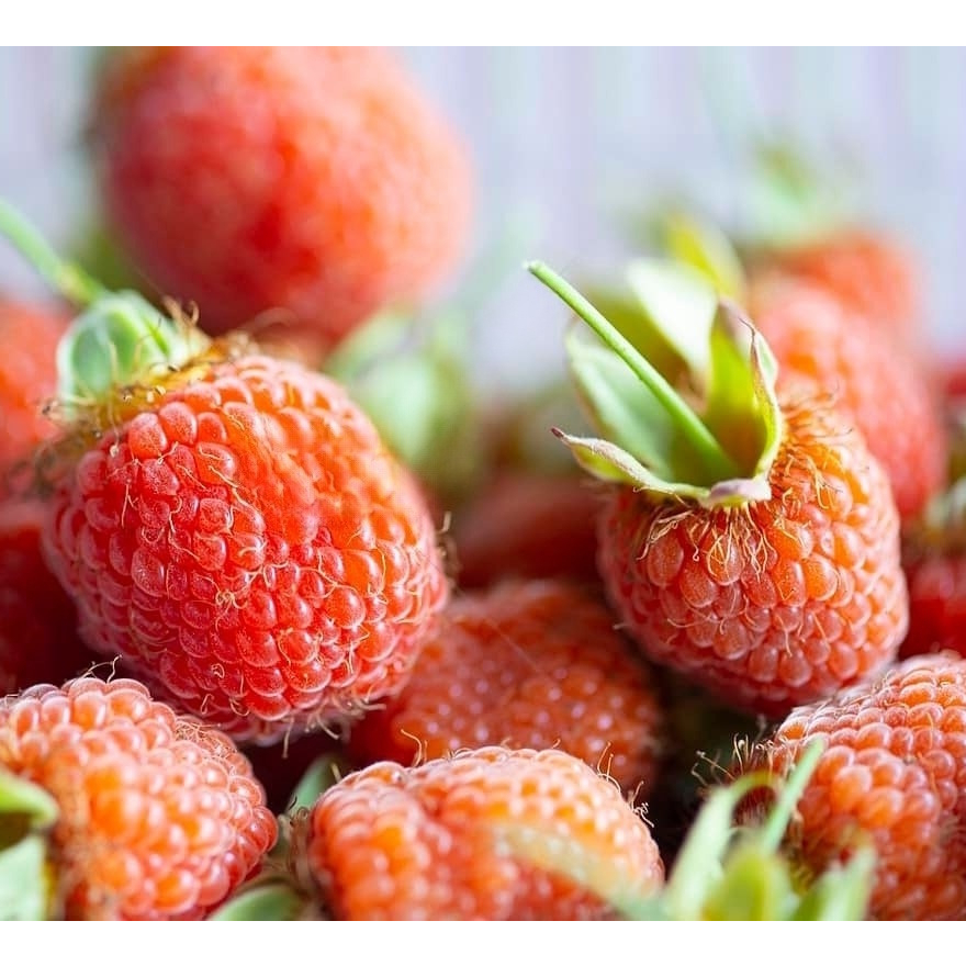 Anak Pokok Palmleaf Raspberry (Rubus Chingii Hu) | Shopee Malaysia