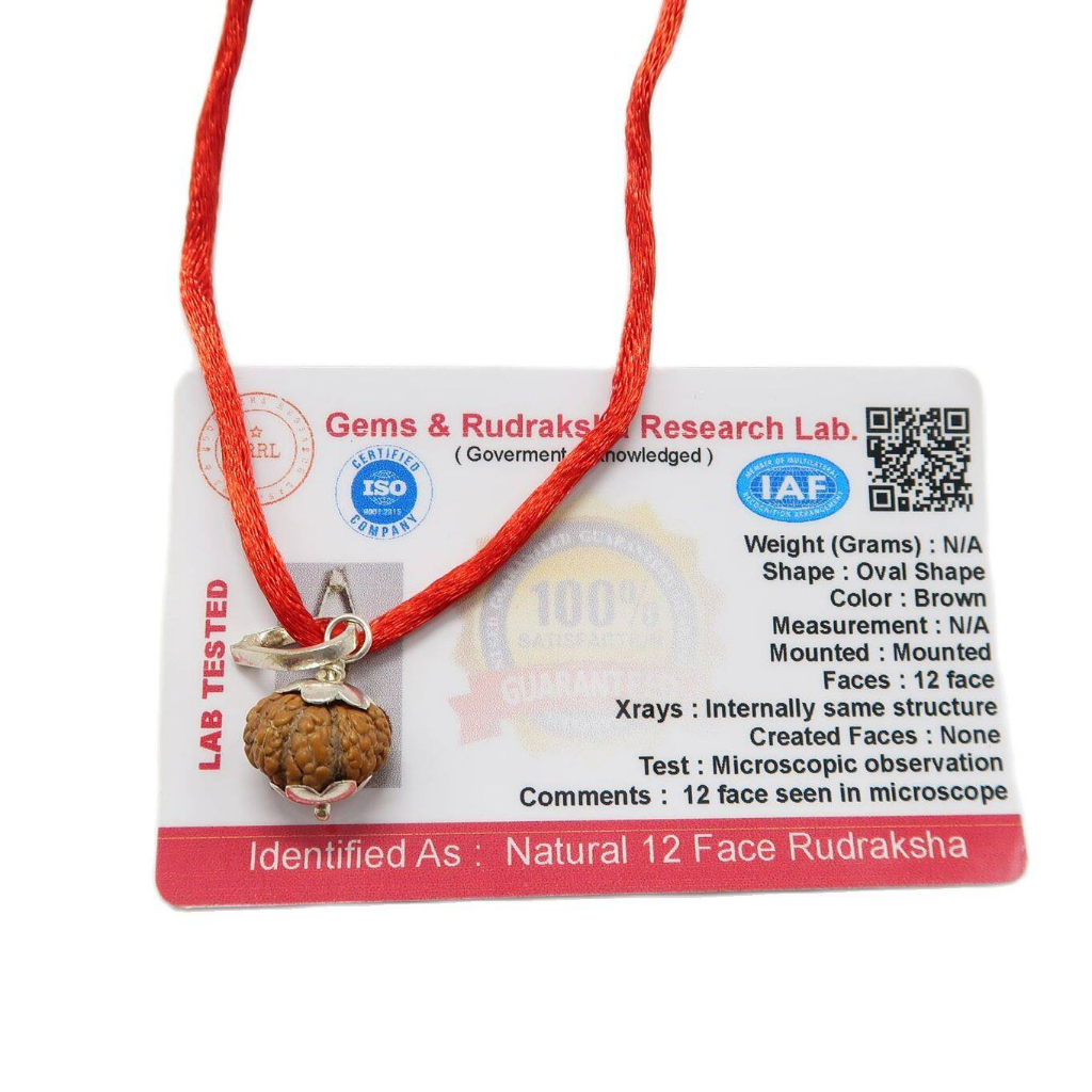 12 Mukhi (12 Face Rudraksha) Lab Certified Original Rudraksha Bead with ...