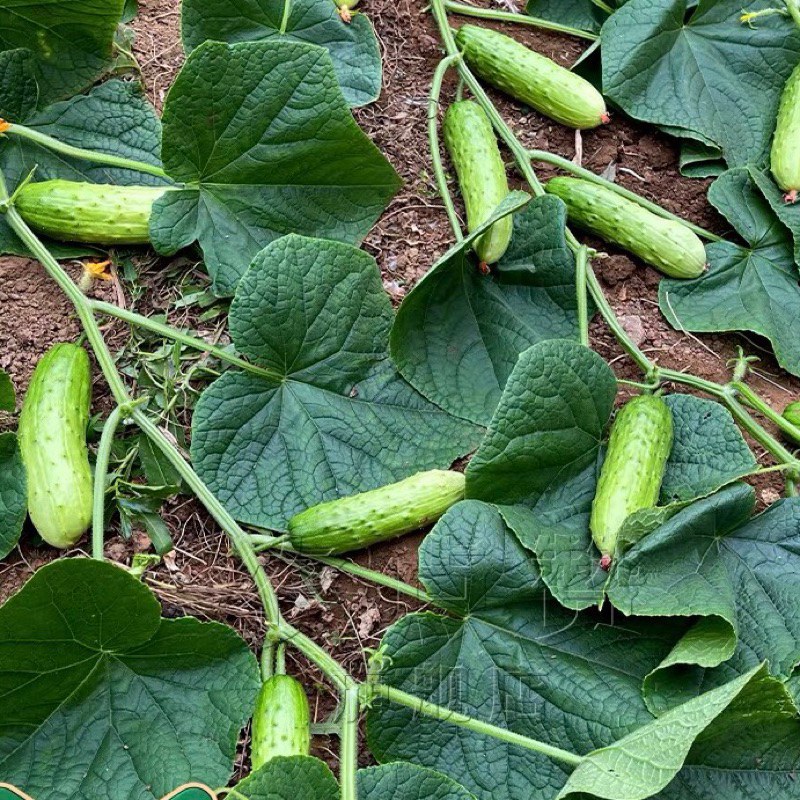 Benih Timun Mini Renek 无架小黄瓜种子 | Shopee Malaysia