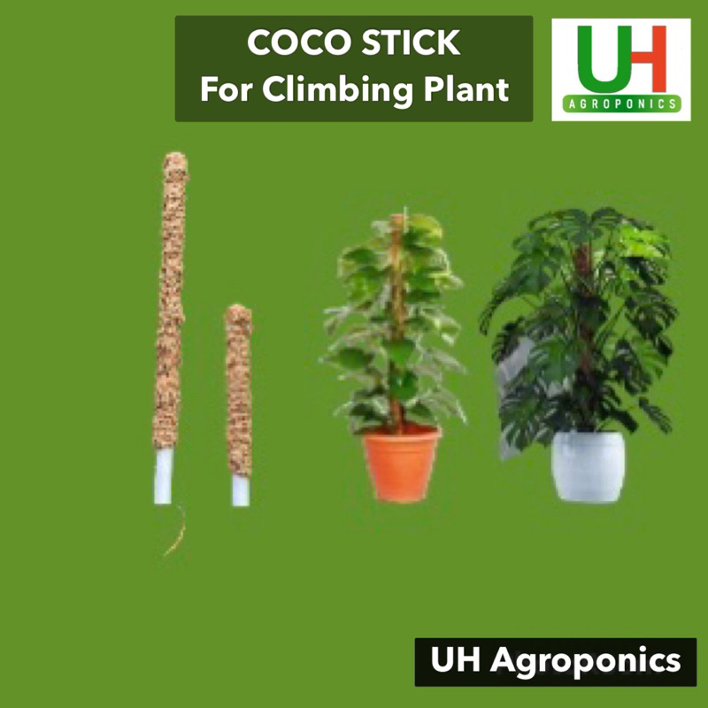 COCO STICK | BATANG SABUT | Shopee Malaysia