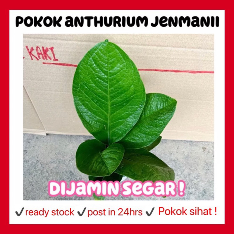 Rina • pokok anthurium jenmanii • dijamin segar rimbun indoor ...