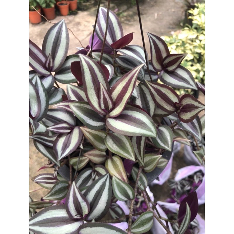 Tradescantia Zenria real life pokok hidup succulent | Shopee Malaysia