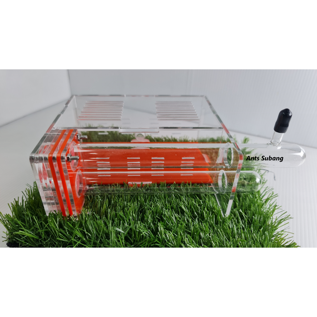 Ant Nest Starter Kit + Ant Colony Type 5 | Shopee Malaysia