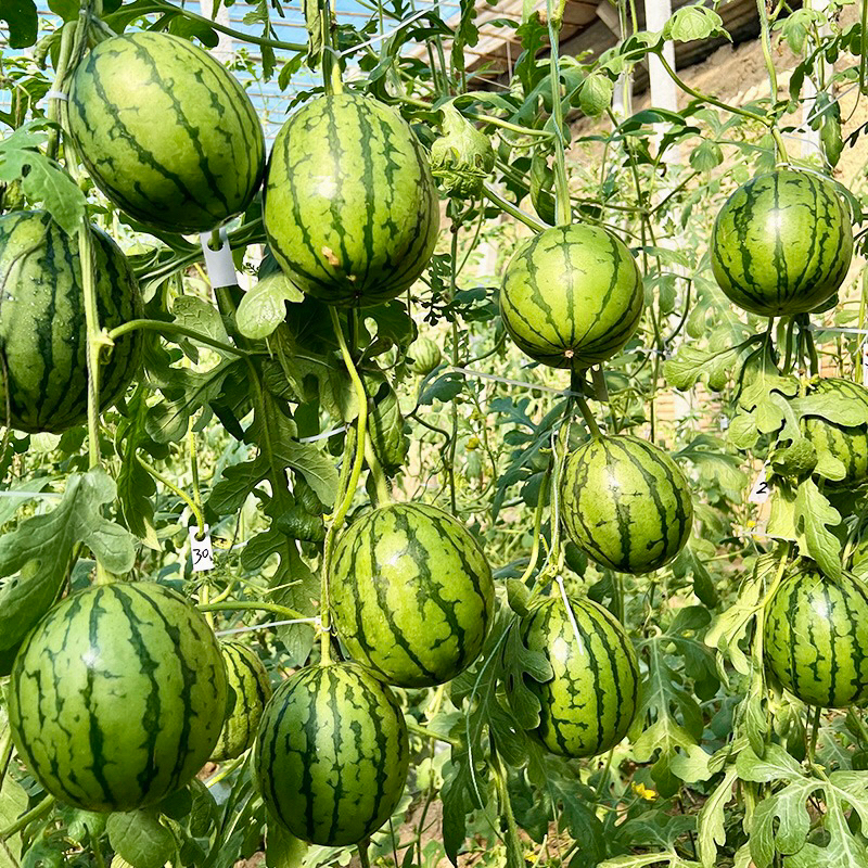 Biji Benih Tembikai Kecil Kulit Nipis Manis Hibrid 5pcs (buah berat 1 ...