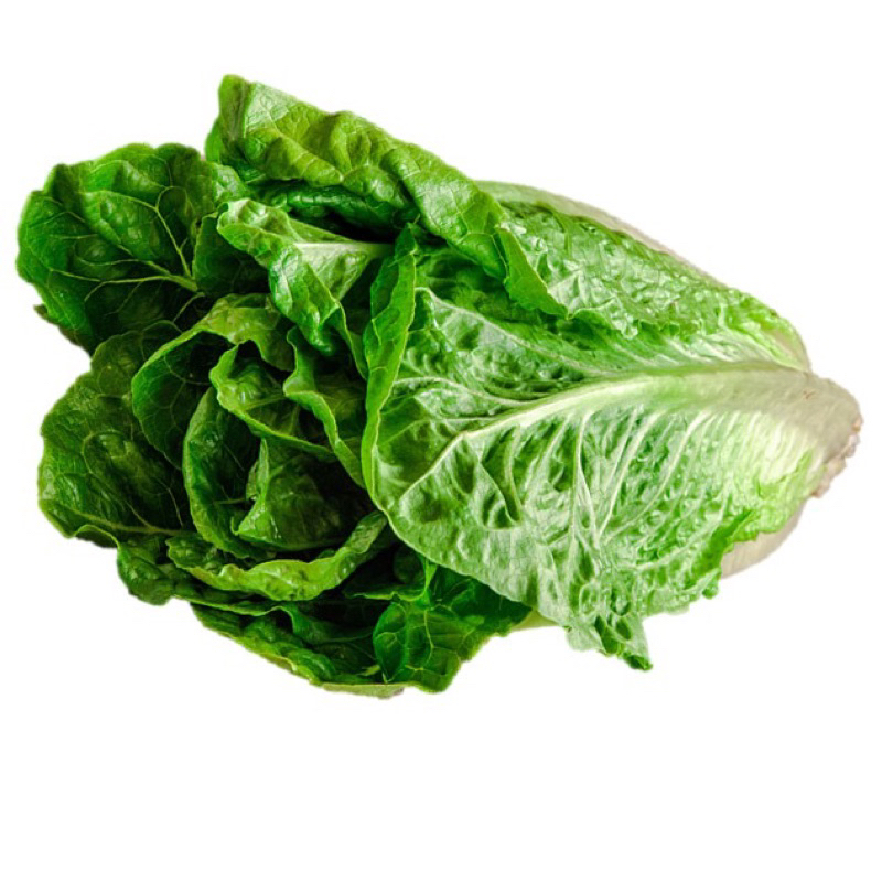 5gram Roman Lettuce vegetable seed /Biji Benih ROMAN salad 罗马生菜籽 | Shopee Malaysia