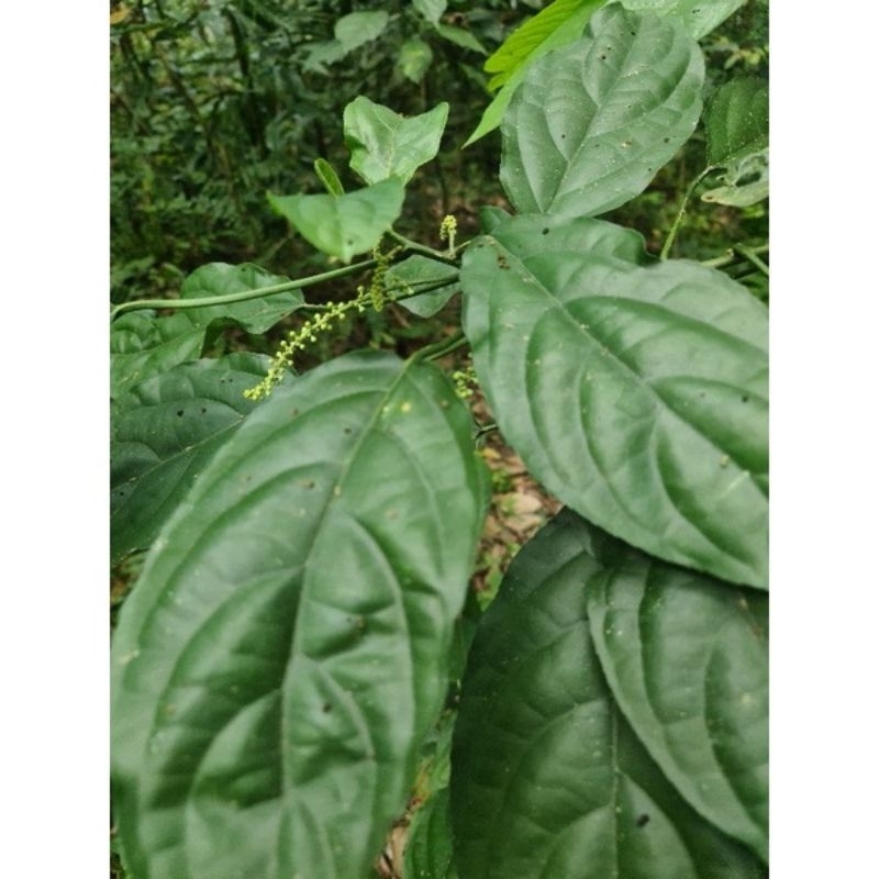 Daun salang / pucuk salang 350 gram | Shopee Malaysia