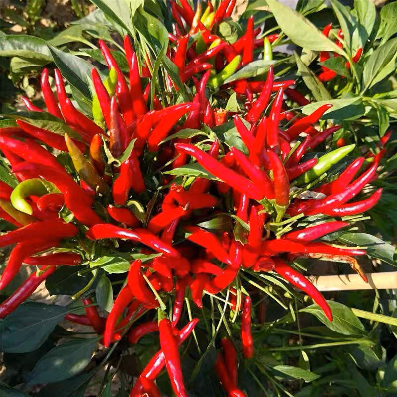Benih Cili Jambak Jepun F1 Hybrid 20pcs/Chilli Seed/日本簇生小辣椒籽 | Shopee ...