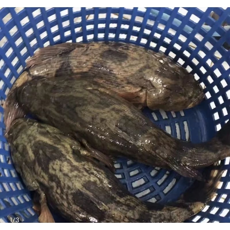 FRESH FROZEN -Soon Hock Fish 2KG- 2.3KG/ ( Marble Goby ) / 顺壳鱼 | Shopee ...