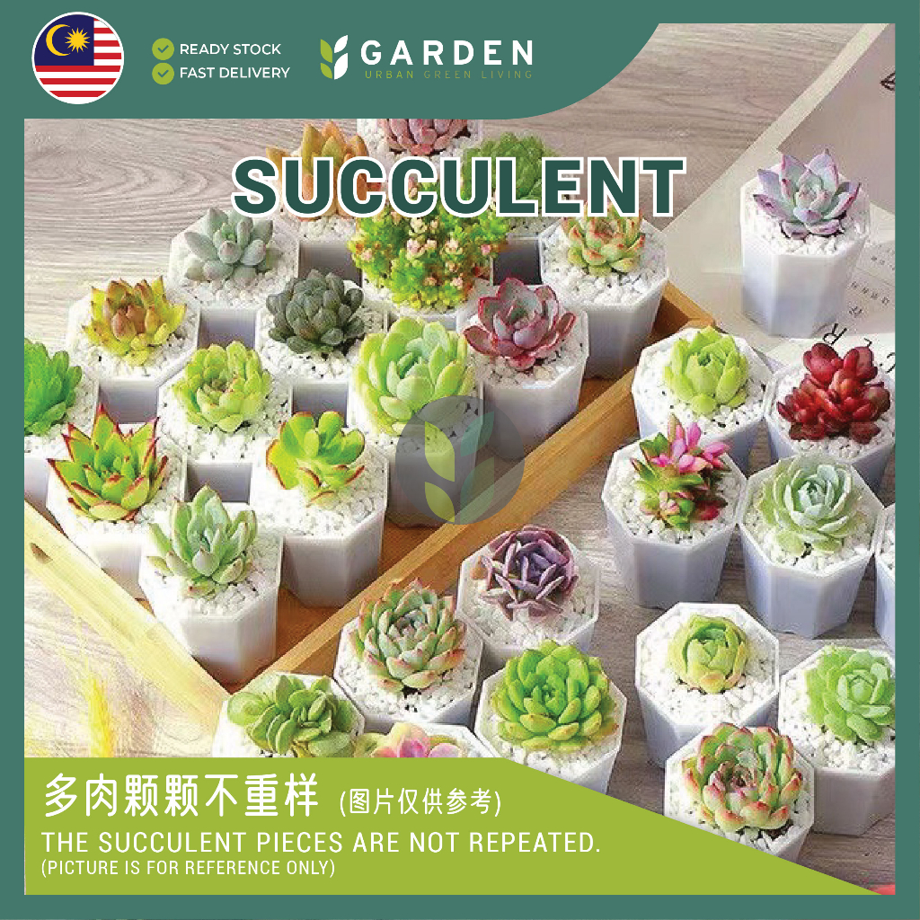 Real Live Succulent and cactus Plant Ready Stock Pokok Hidup Cacti ...